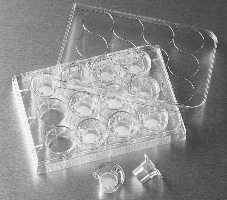 12 mm Transwell® with 0.4 µm Pore Polycarbonate Membrane Insert ...